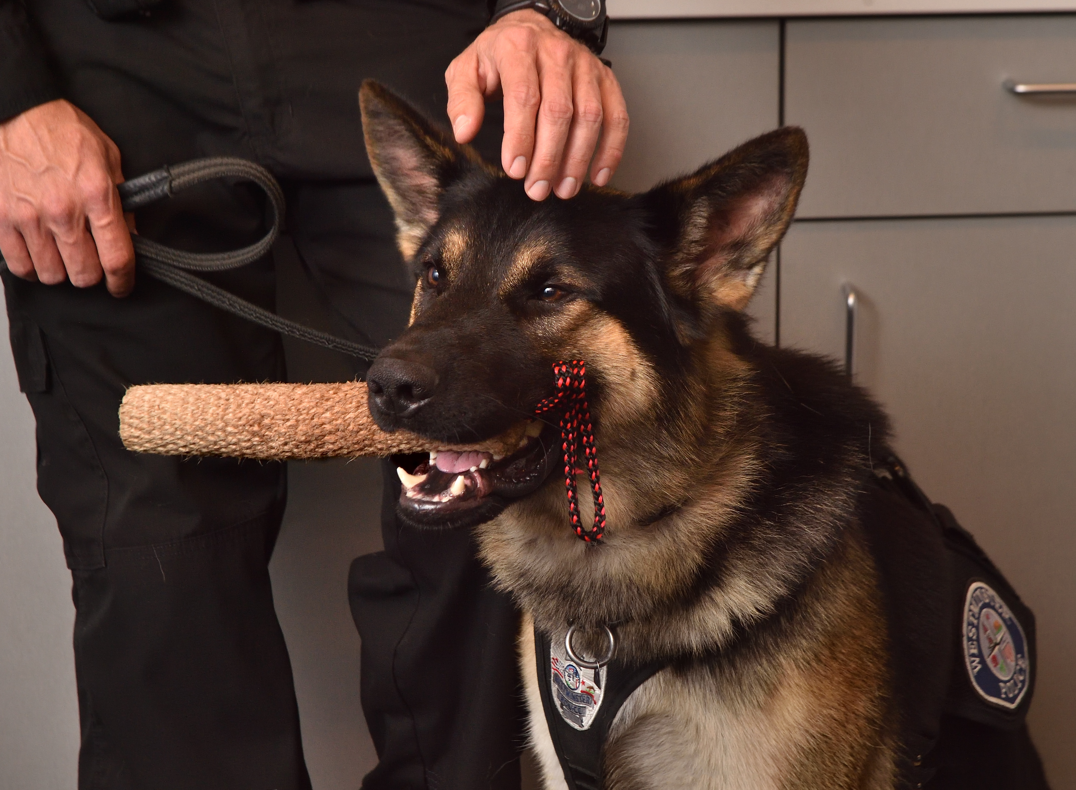 Westminster PD Officer Steve Booth with his new K-9 partner, Ranger, a ...